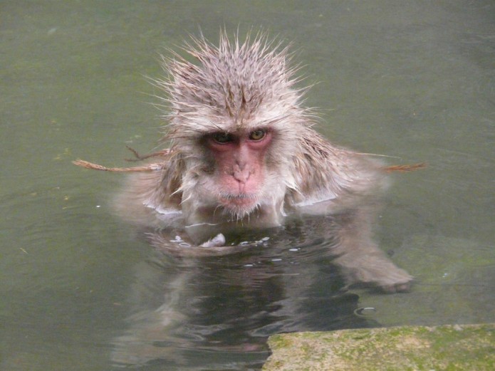 GeothermalMonkey | PiensaGeotermia - Noticias de energía geotérmica